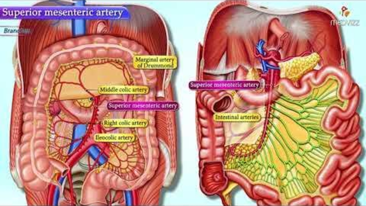 Superior Mesenteric Artery